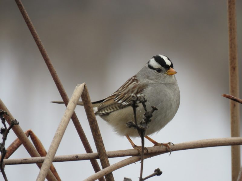 whitec - Tara Choate